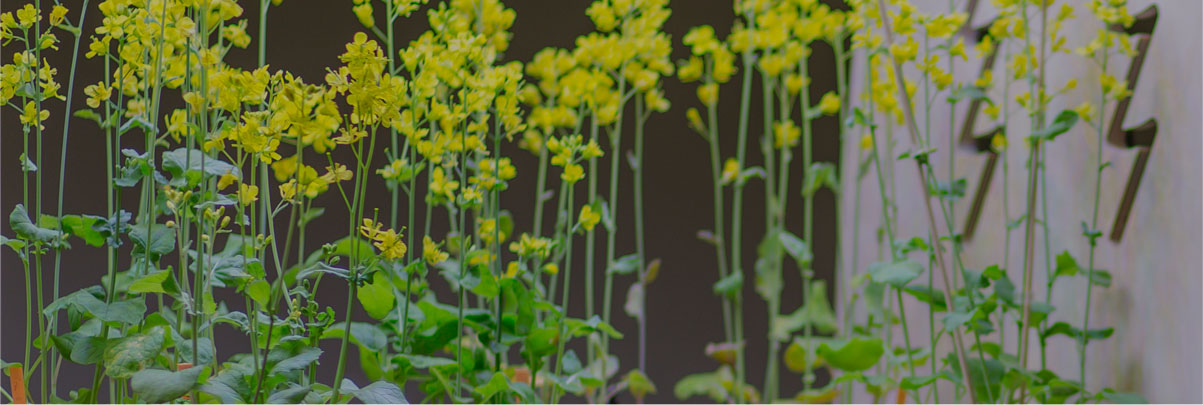 Seed Varieties - Wisconsin Fast Plants®