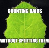 counting-hairs - Wisconsin Fast Plants®