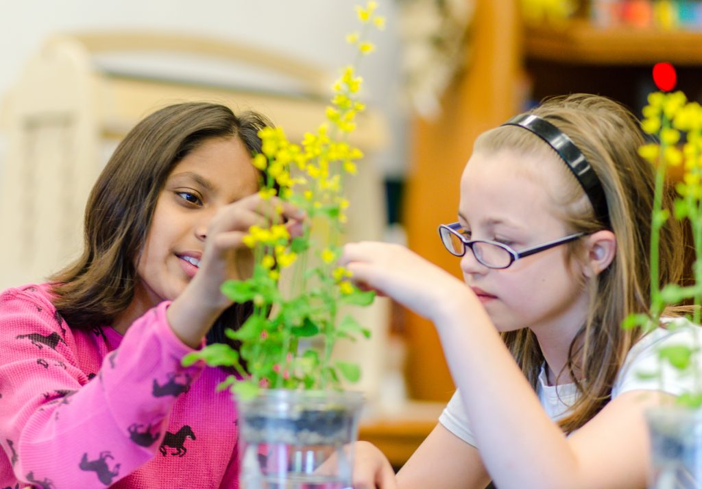 Wisconsin Fast Plants of the University of Wisconsin: Homepage