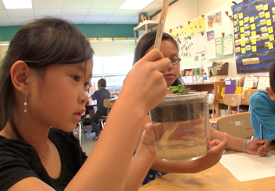Investigations with Wisconsin Fast Plants lead to powerful learning