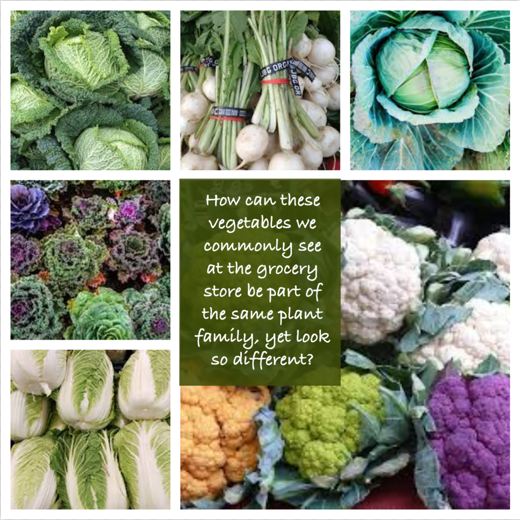 phenomenon - Wisconsin Fast Plants®